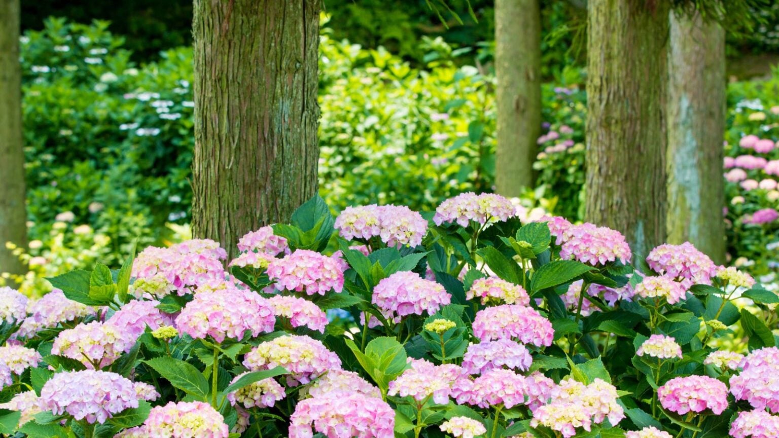 Which Plants Grow Under Cedar Trees? 17 Plants to Try