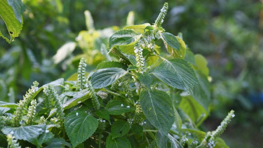 How to Plant, Grow, and Care for Shiso