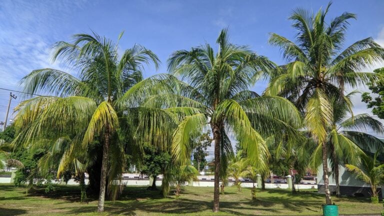 How to Plant, Grow, and Care for Coconut Tree
