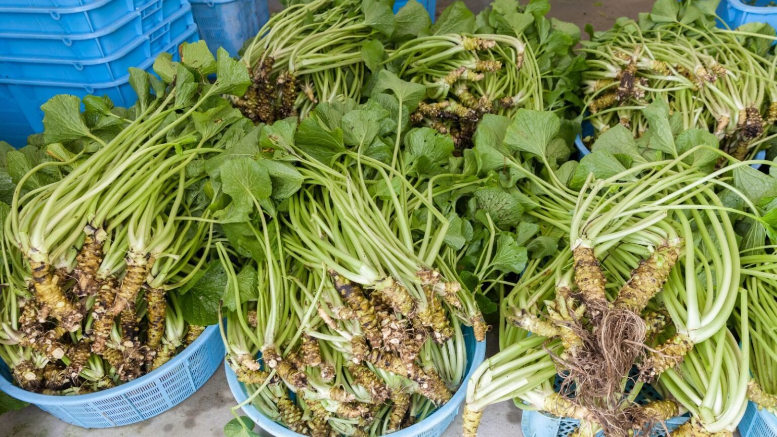 How To Plant, Grow, and Care for Wasabi