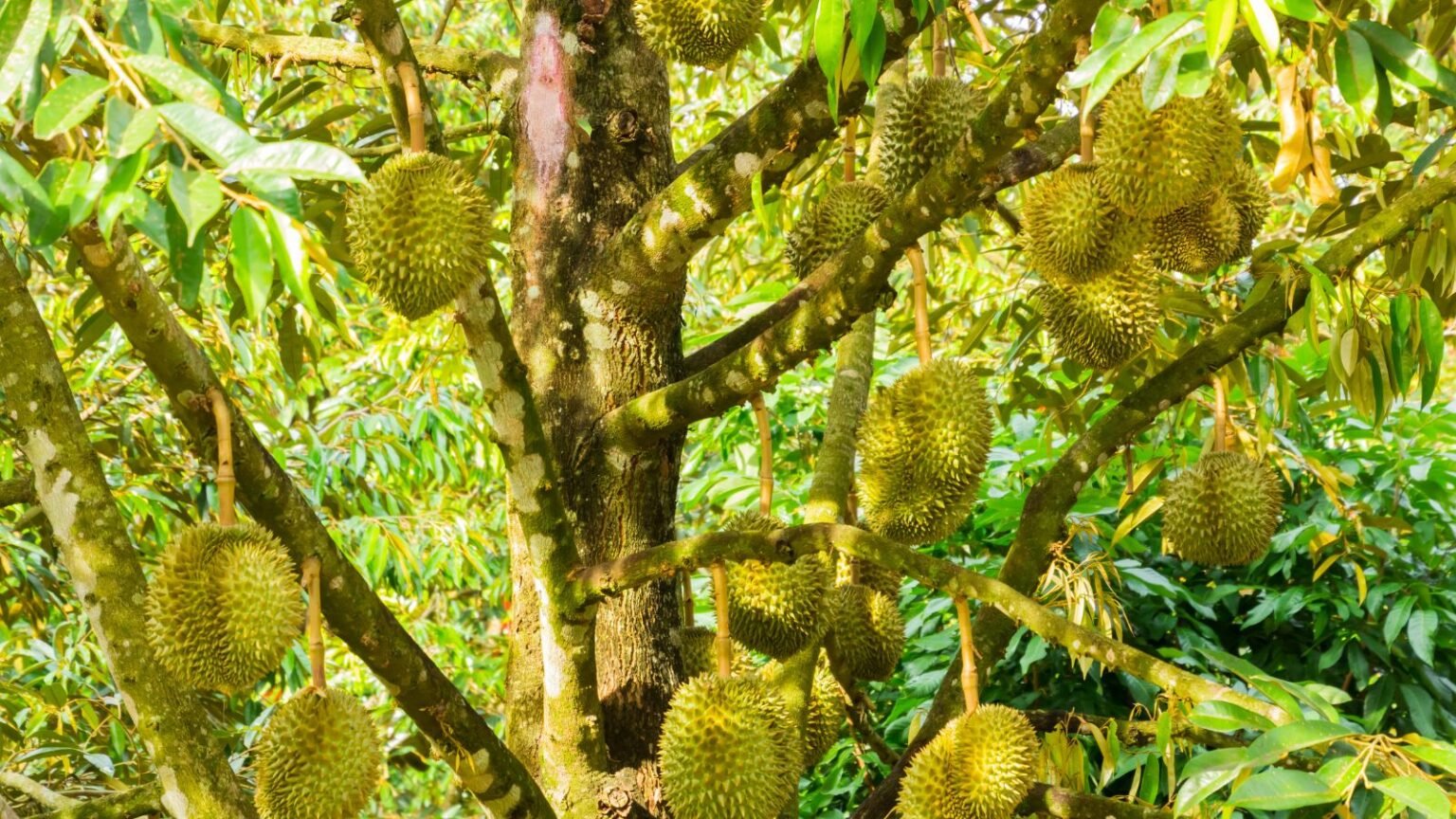 How to Plant, Grow, and Care for Durian Tree
