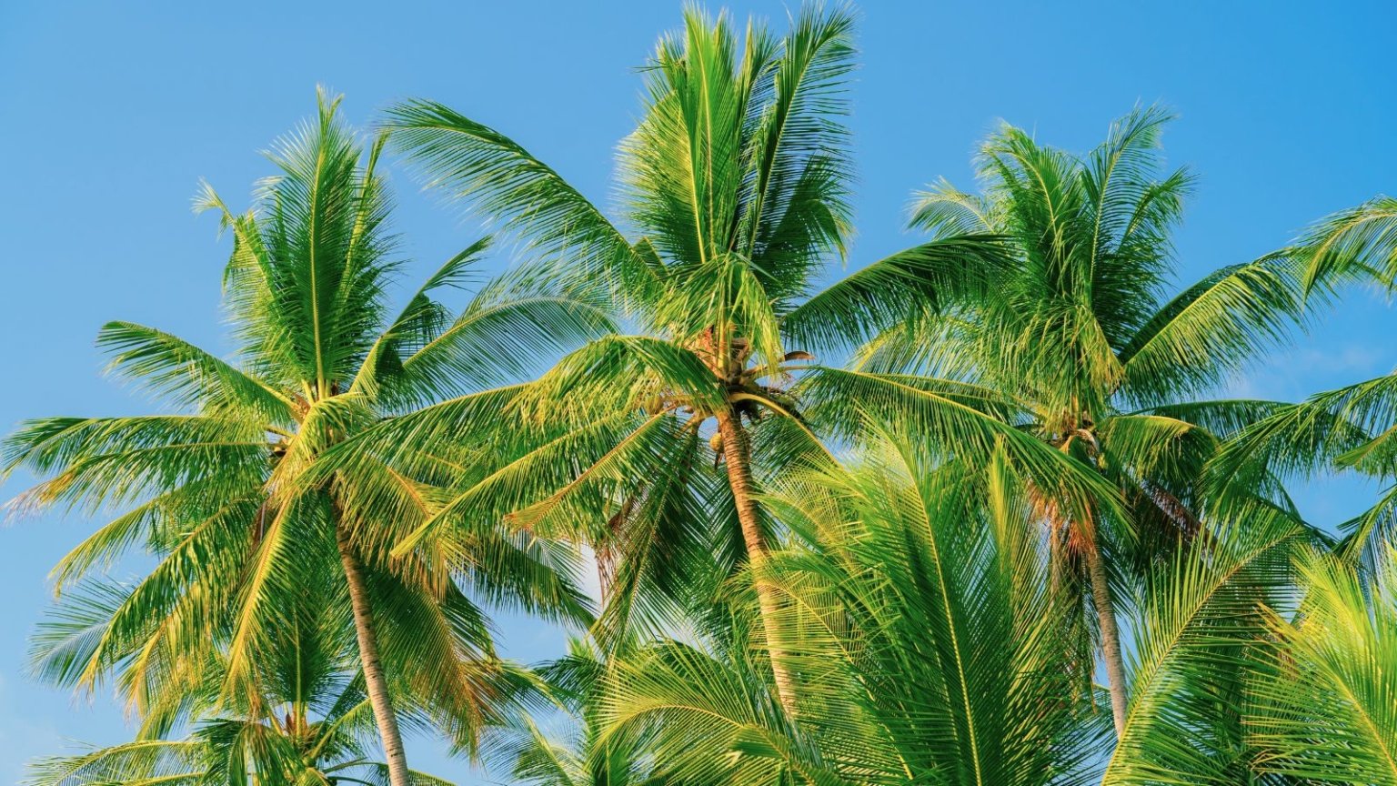 How to Plant, Grow, and Care for Coconut Tree