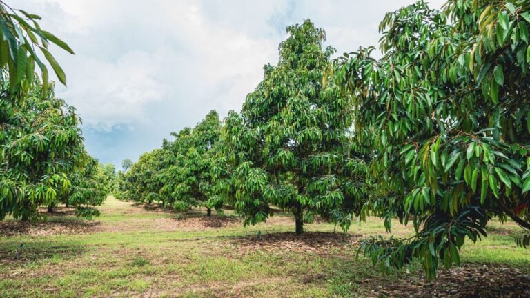 How to Plant, Grow, and Care for Durian Tree