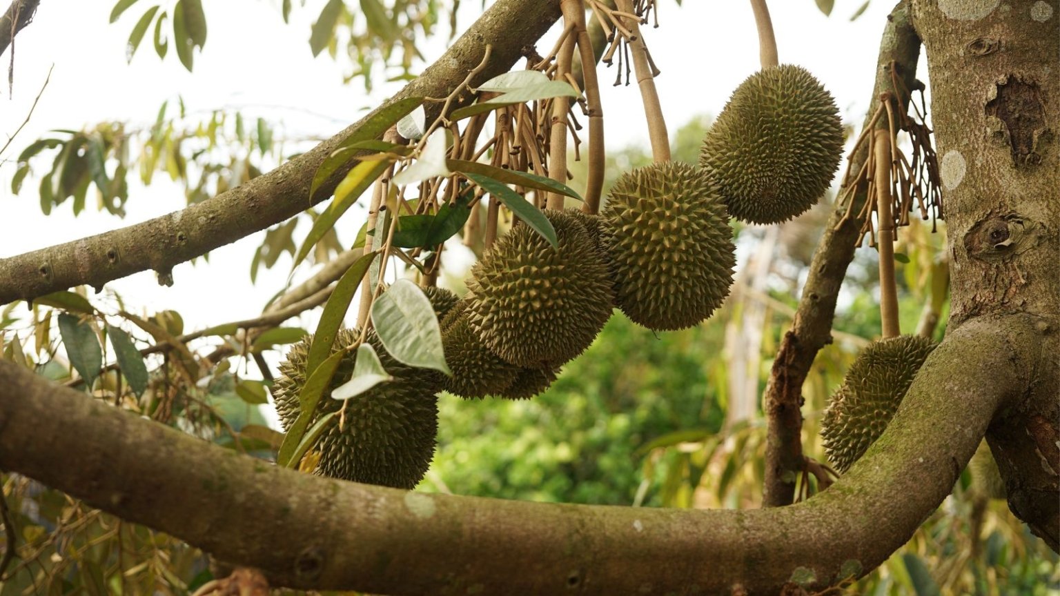How to Plant, Grow, and Care for Durian Tree