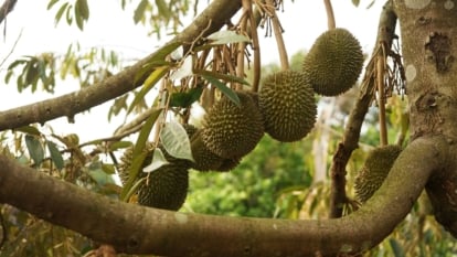 How to Plant, Grow, and Care for Durian Tree