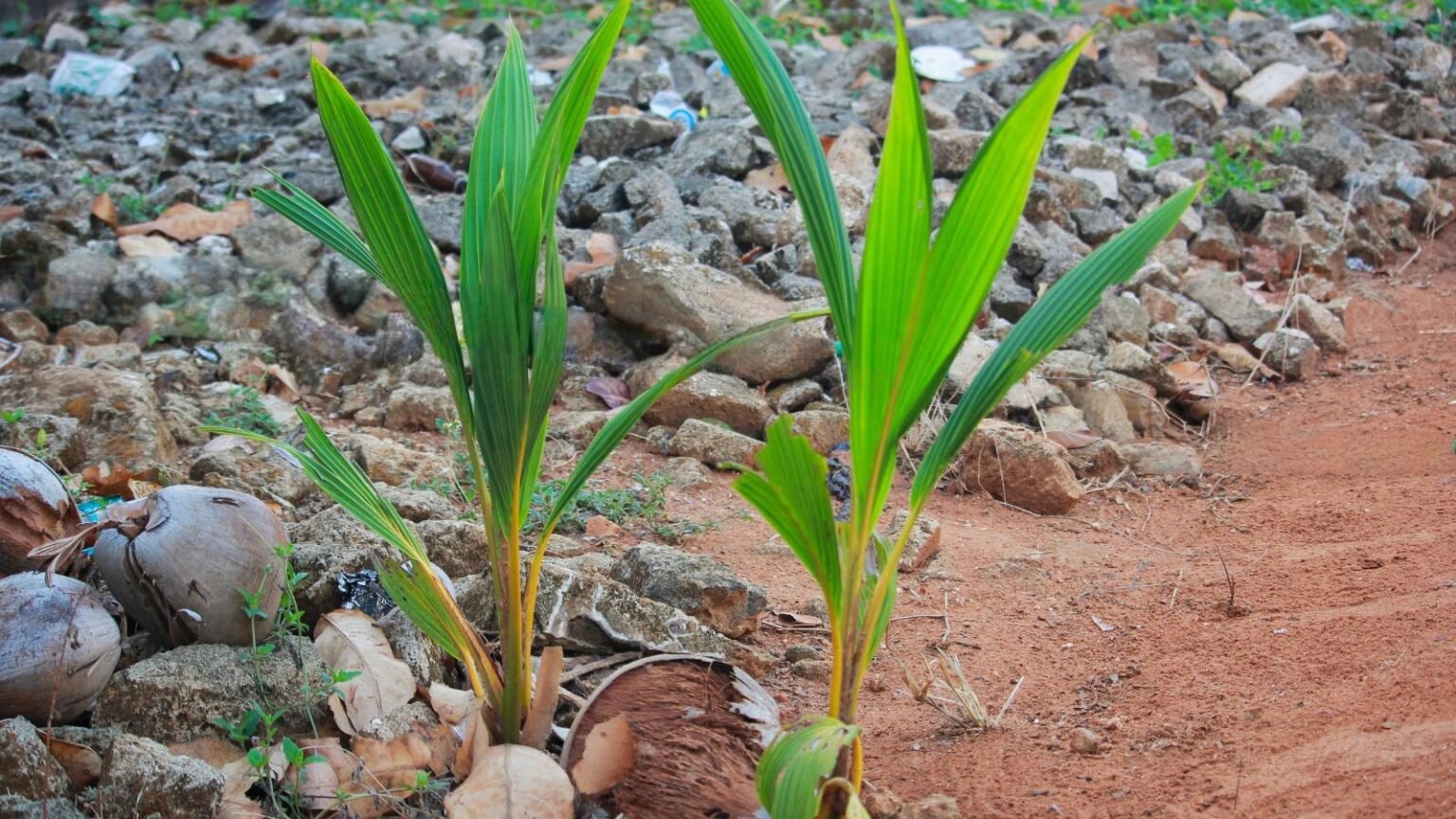 How to Plant, Grow, and Care for Coconut Tree