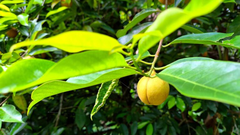 Nutmeg Tree: Growing Two Tropical Spices - Epic Gardening