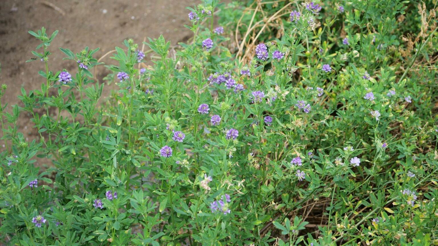 How to Plant, Grow, and Care for Alfalfa