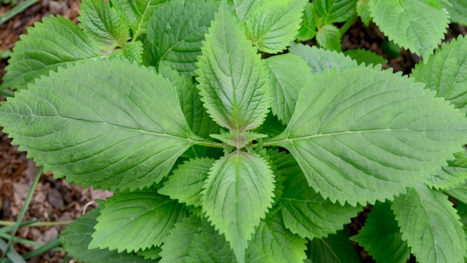 How to Plant, Grow, and Care for Shiso
