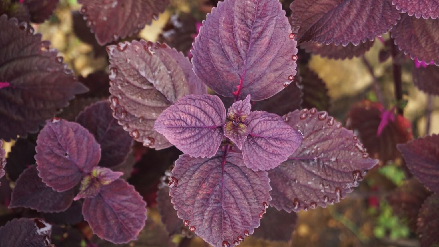 How to Plant, Grow, and Care for Shiso