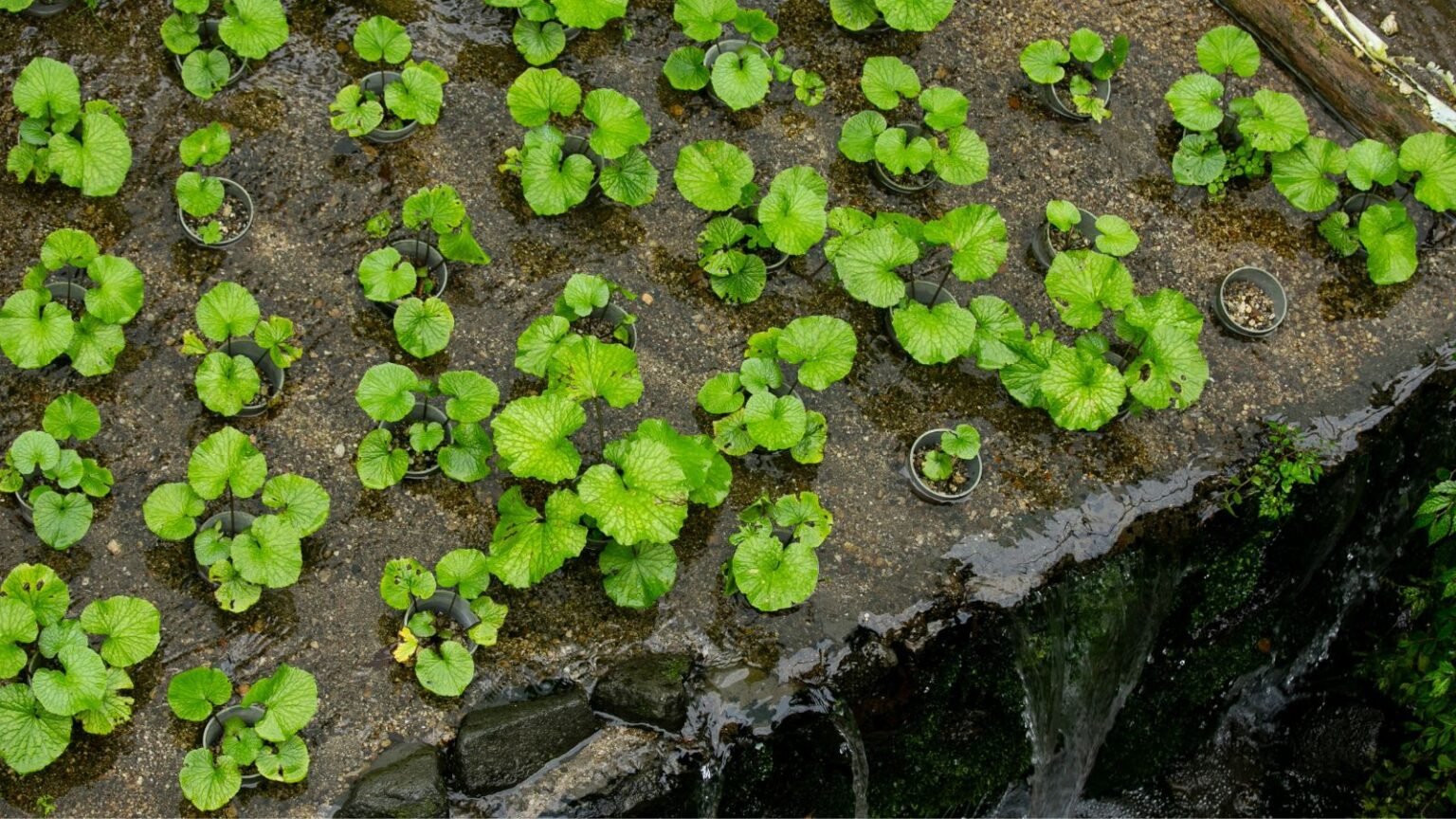 How To Plant, Grow, and Care for Wasabi
