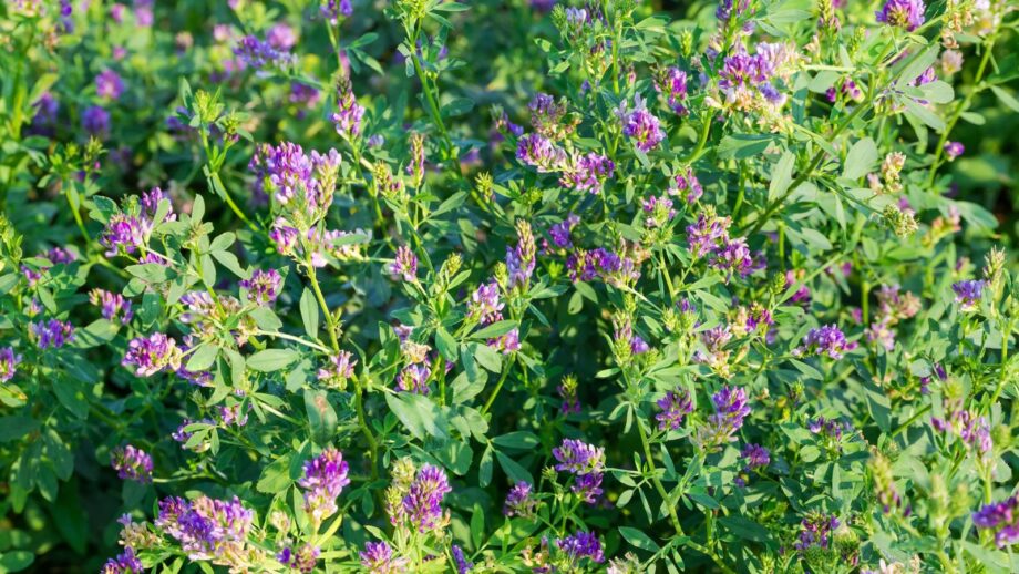 How to Plant, Grow, and Care for Alfalfa