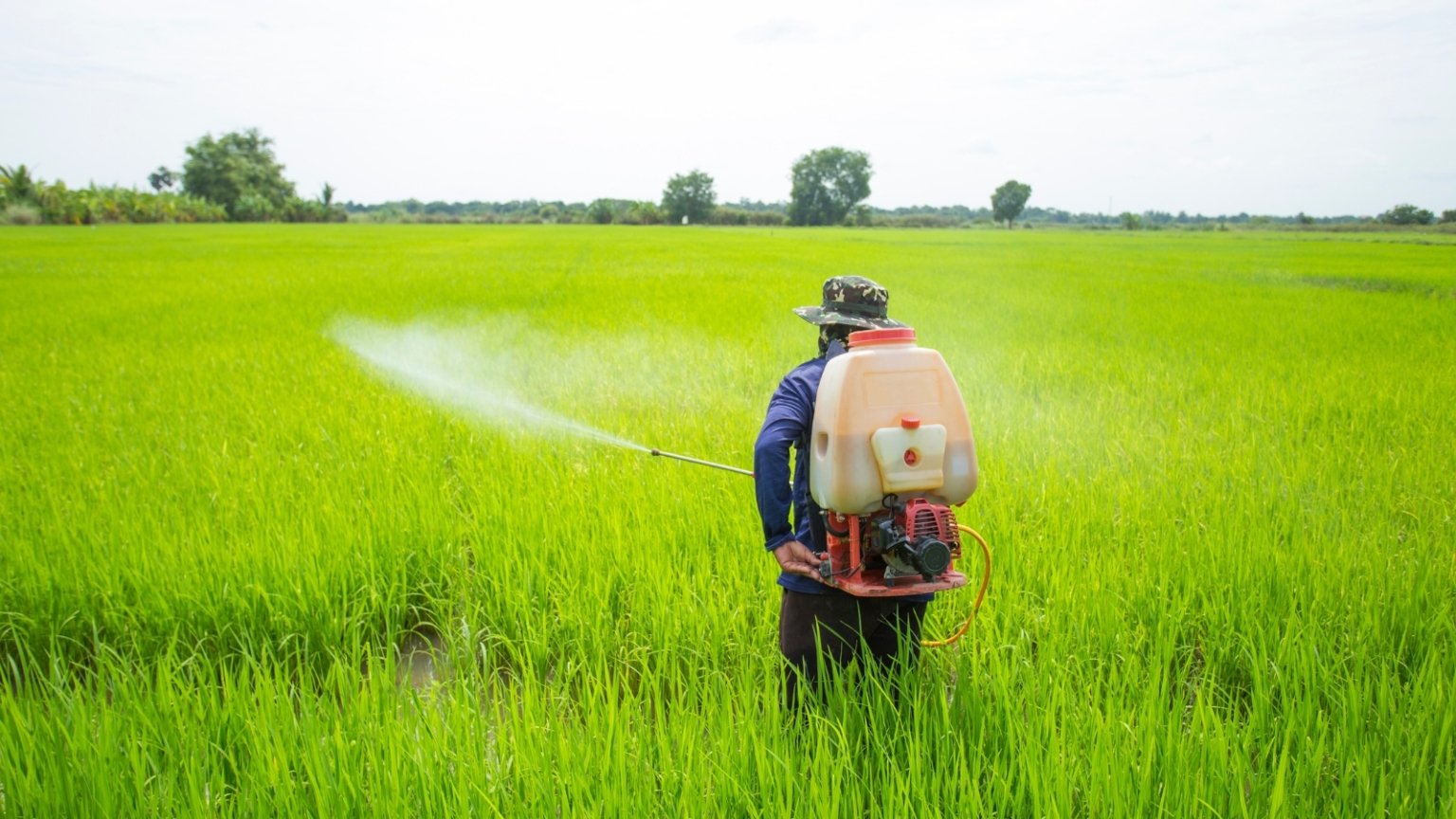 Bacillus Thuringiensis (Bt): What it is and How to Use it