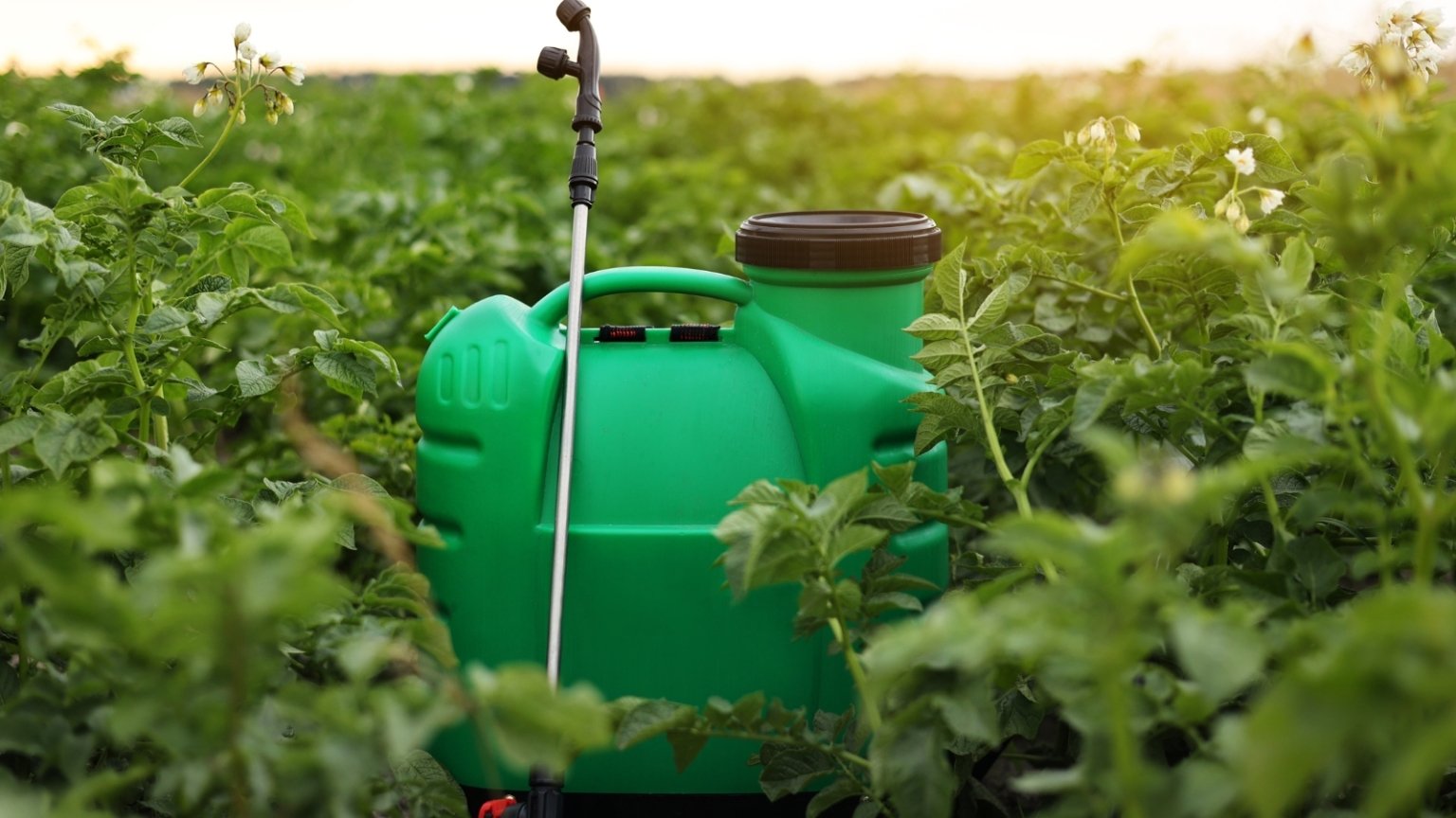 Bacillus Thuringiensis (Bt): What it is and How to Use it