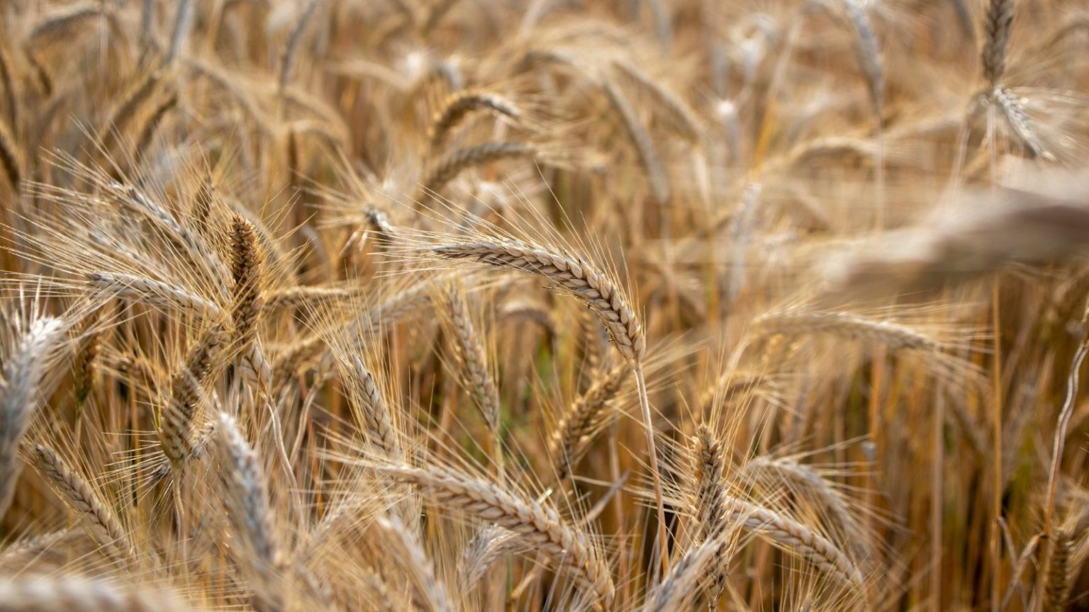 How to Plant, Grow, and Care for Barley