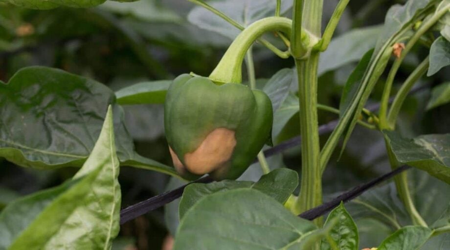 What's Causing Black or Brown Spots on My Bell Peppers?