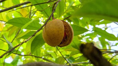 How to Plant, Grow, and Care for Nutmeg Trees
