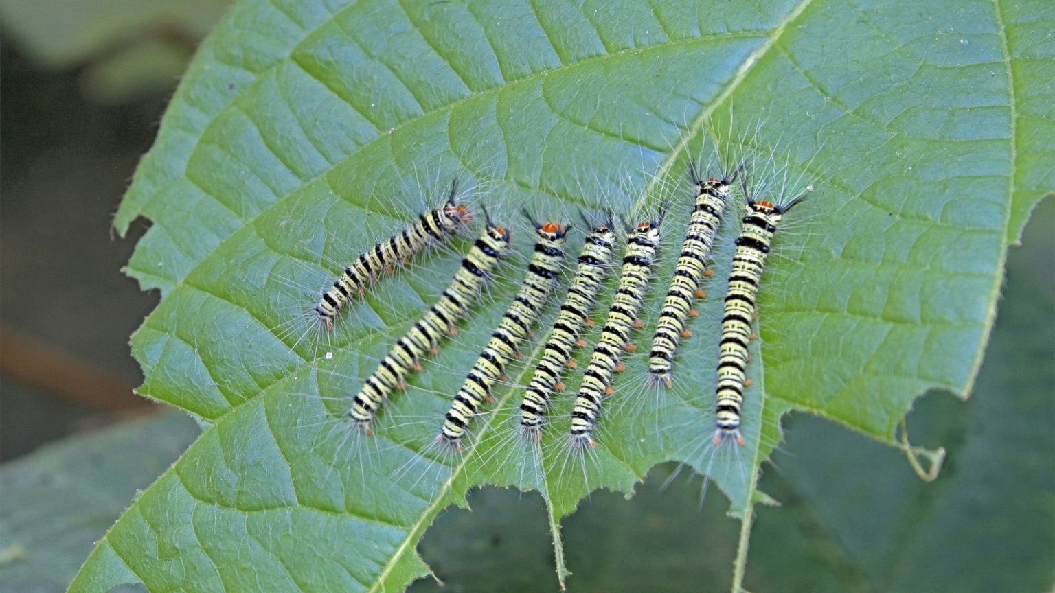 Bacillus Thuringiensis (Bt): What it is and How to Use it