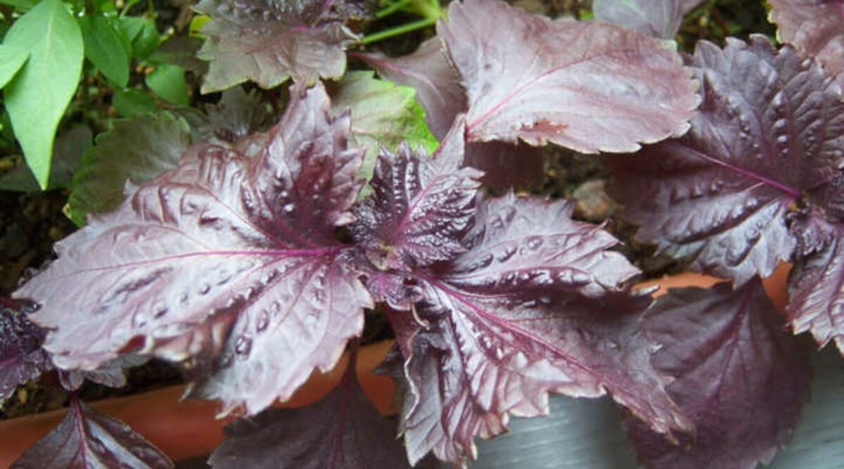 Shiso Plant: Tasty Asian Mint Relative - Epic Gardening
