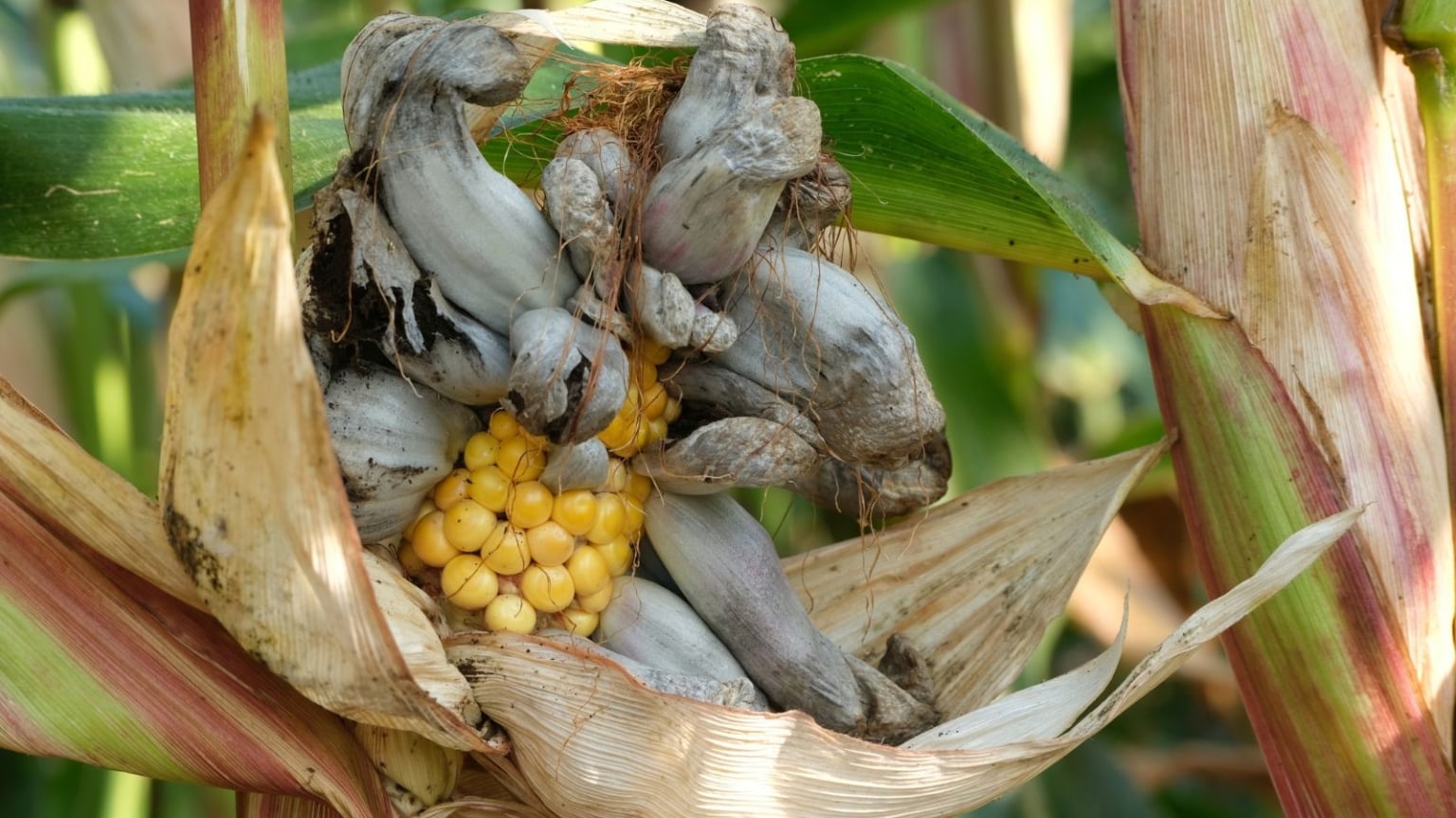Corn Smut: Controlling The Delicious Corn Disease