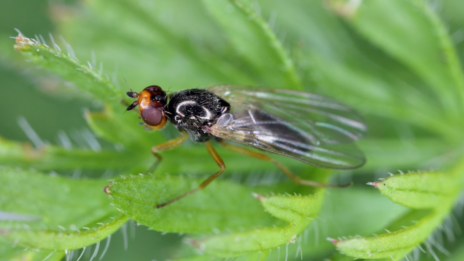How to Identify, Control, and Prevent Carrot Fly