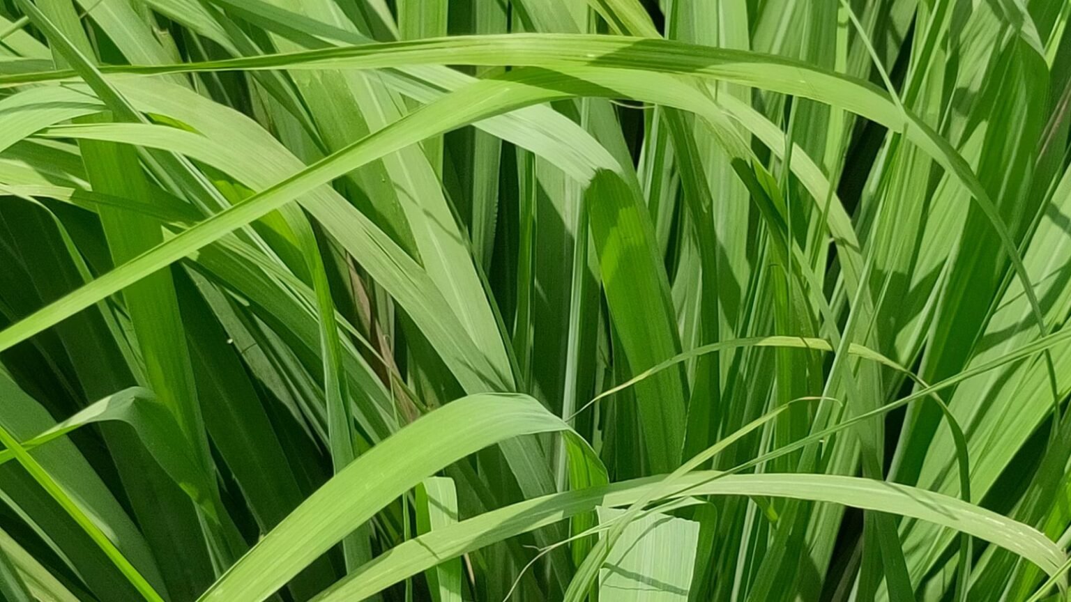 How to Plant, Grow, and Care for Citronella