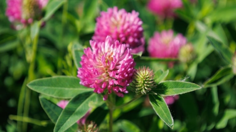 How to Plant, Grow, and Care for Red Clover