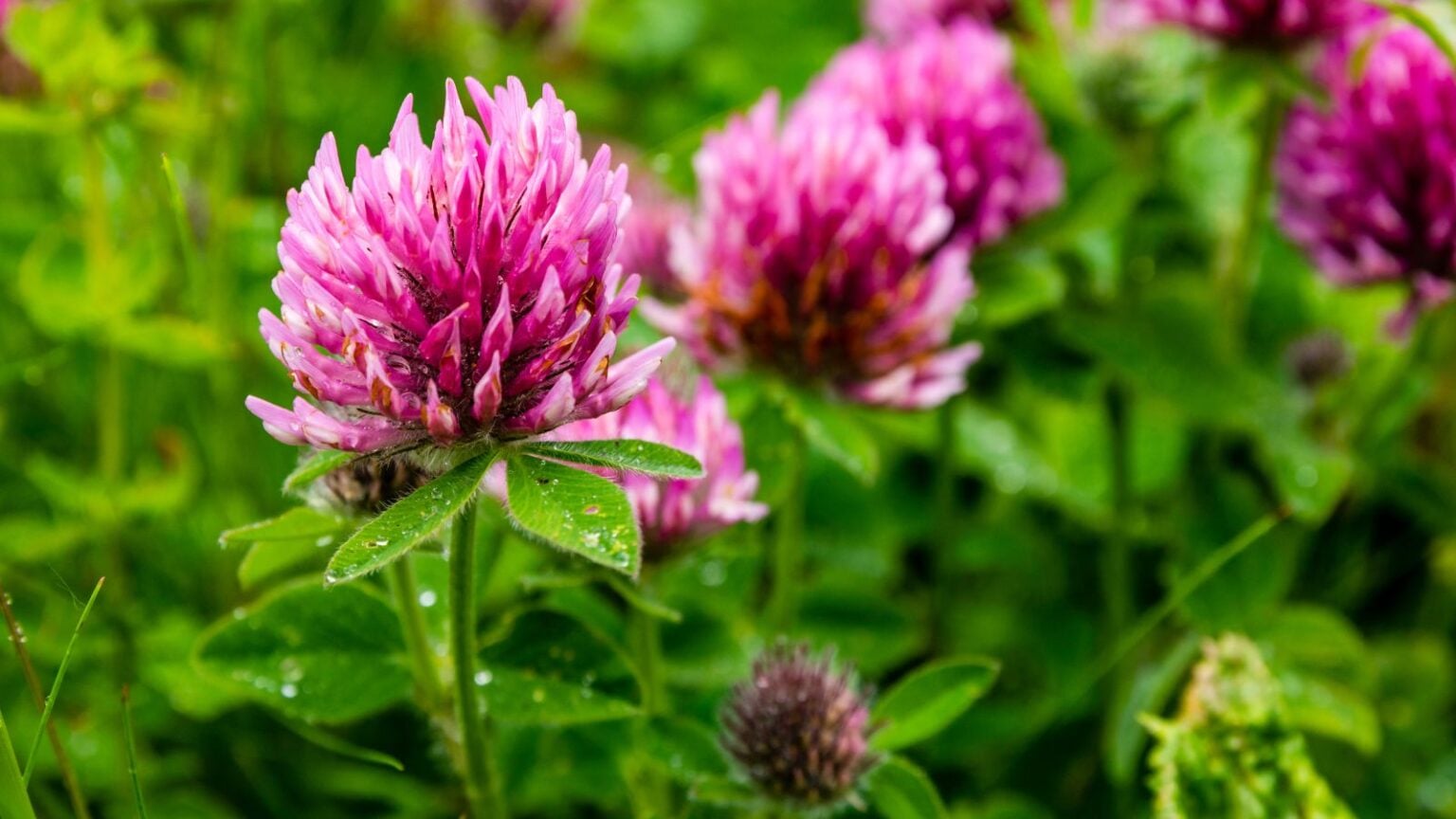 How to Plant, Grow, and Care for Red Clover
