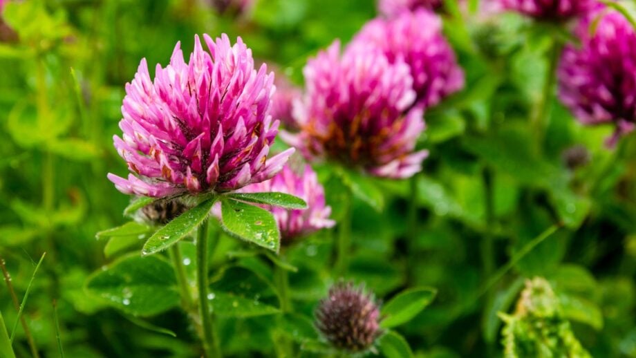 How to Plant, Grow, and Care for Red Clover