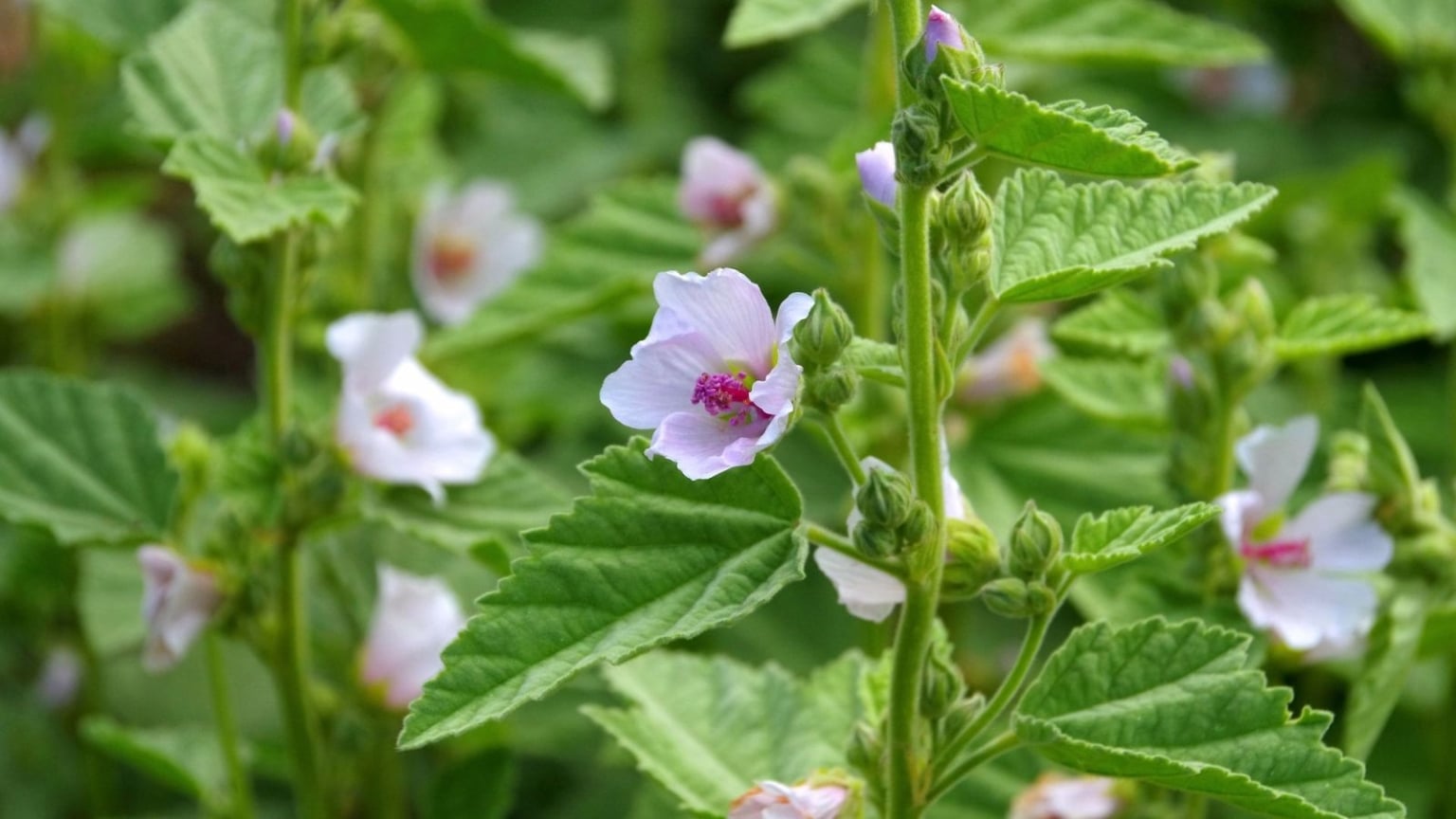 How to Plant, Grow, and Care for Marshmallow Plant