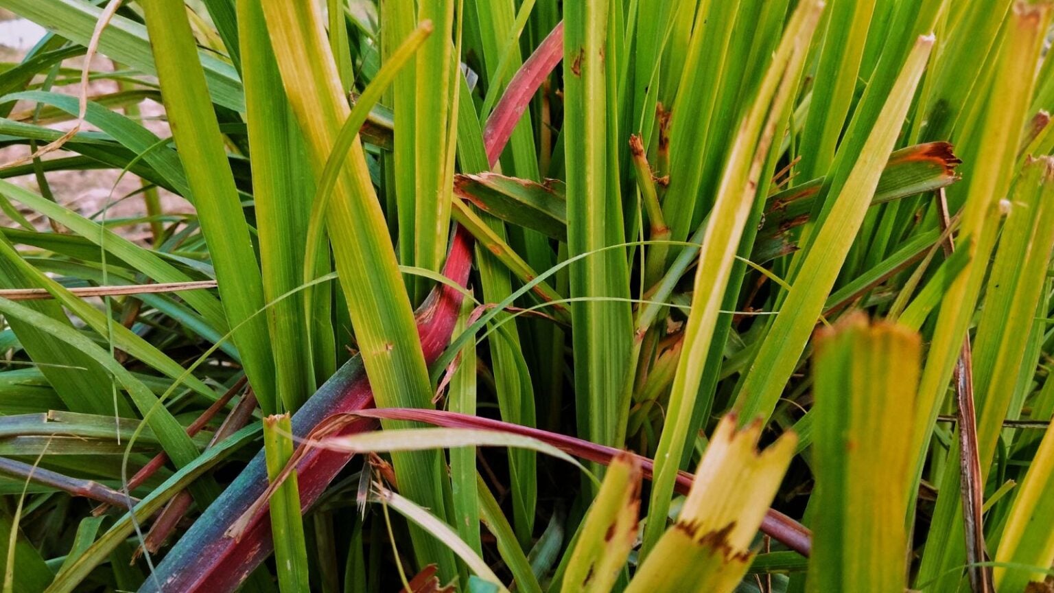 How to Plant, Grow, and Care for Citronella