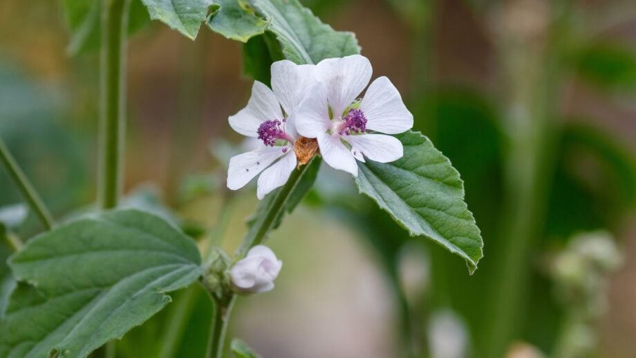 How to Plant, Grow, and Care for Marshmallow Plant