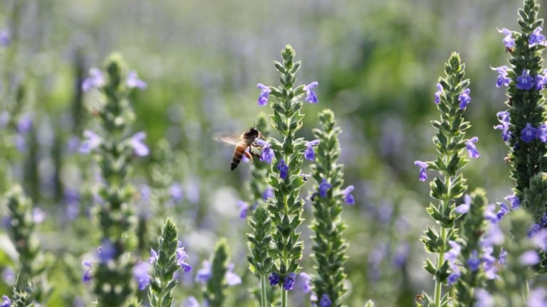 How to Plant, Grow, and Care for Chia