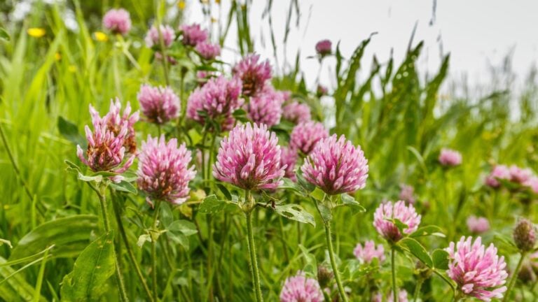 How to Plant, Grow, and Care for Red Clover