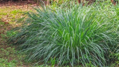 How to Plant, Grow, and Care for Citronella