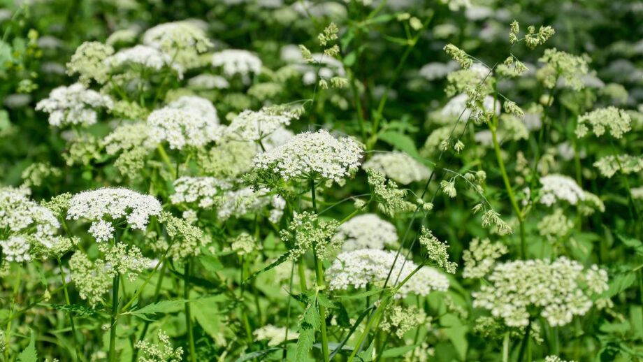 How to Plant, Grow, and Care for Caraway