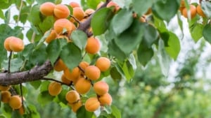 How to Plant, Grow, and Care for an Apricot Tree