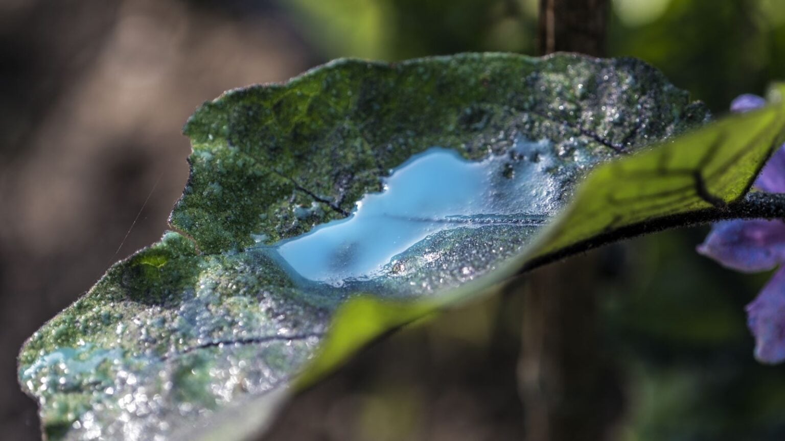 When and How to Use Copper Fungicide in the Garden
