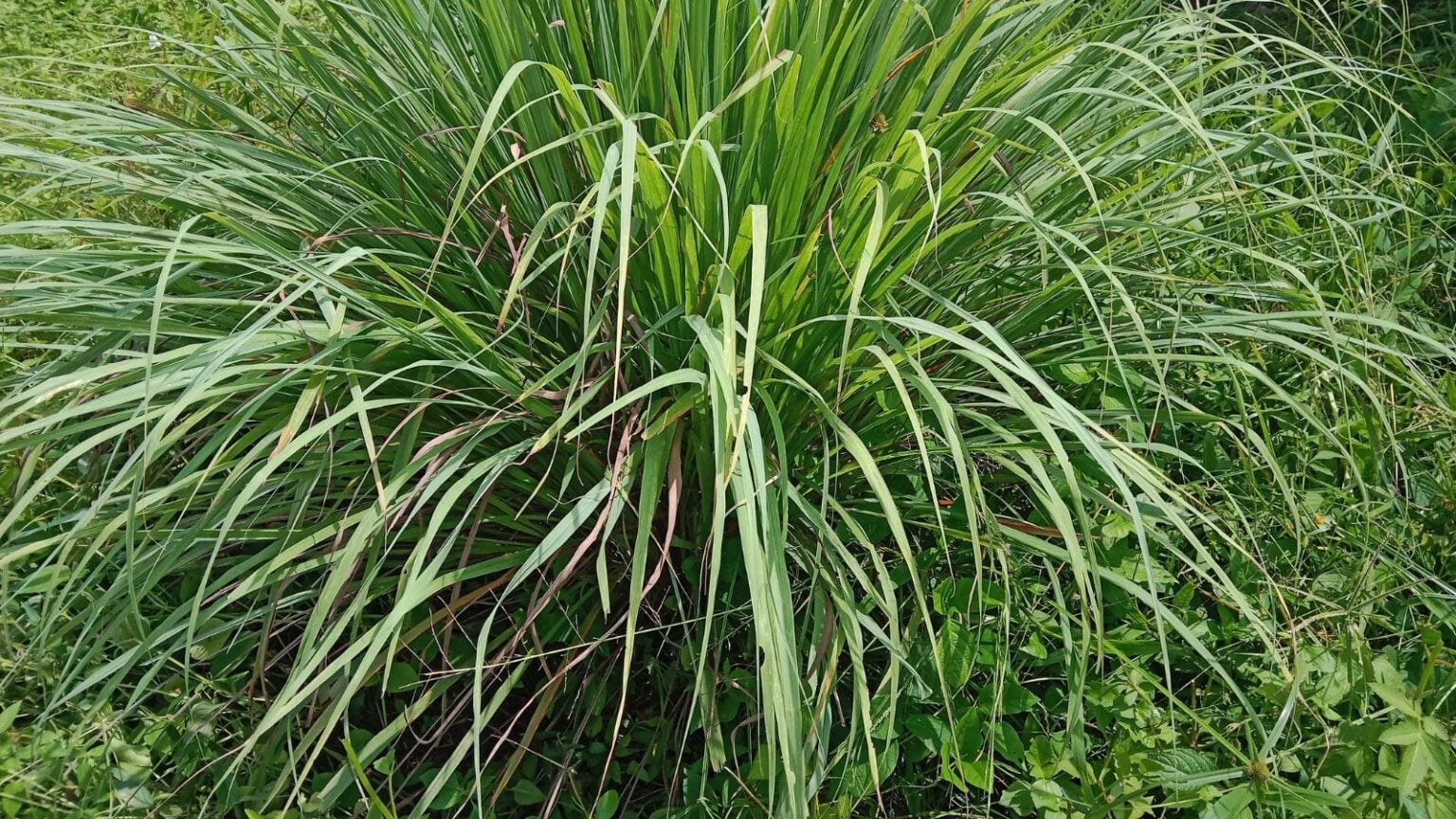 How to Plant, Grow, and Care for Citronella