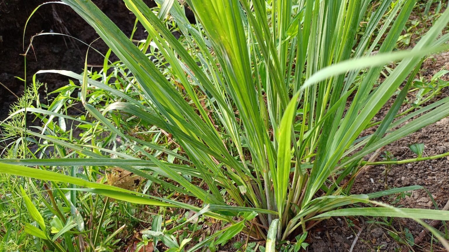 How to Plant, Grow, and Care for Citronella
