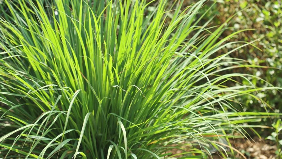 How to Plant, Grow, and Care for Citronella