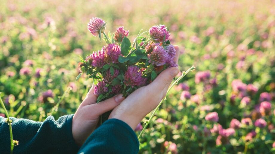 How to Plant, Grow, and Care for Red Clover
