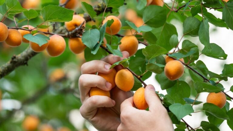 How to Plant, Grow, and Care for an Apricot Tree
