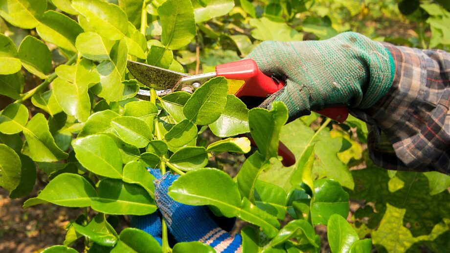 How to Plant, Grow, and Care for Kaffir Lime Tree