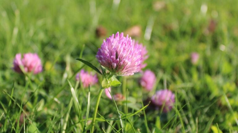 How to Plant, Grow, and Care for Red Clover