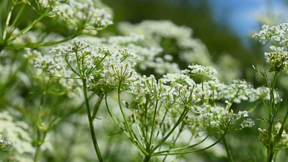How to Plant, Grow, and Care for Caraway