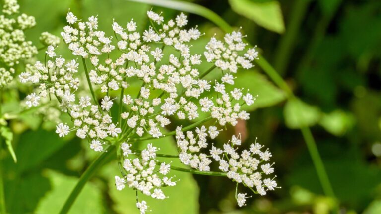 How to Plant, Grow, and Care for Caraway