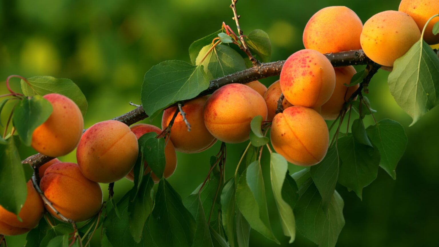 How to Plant, Grow, and Care for an Apricot Tree