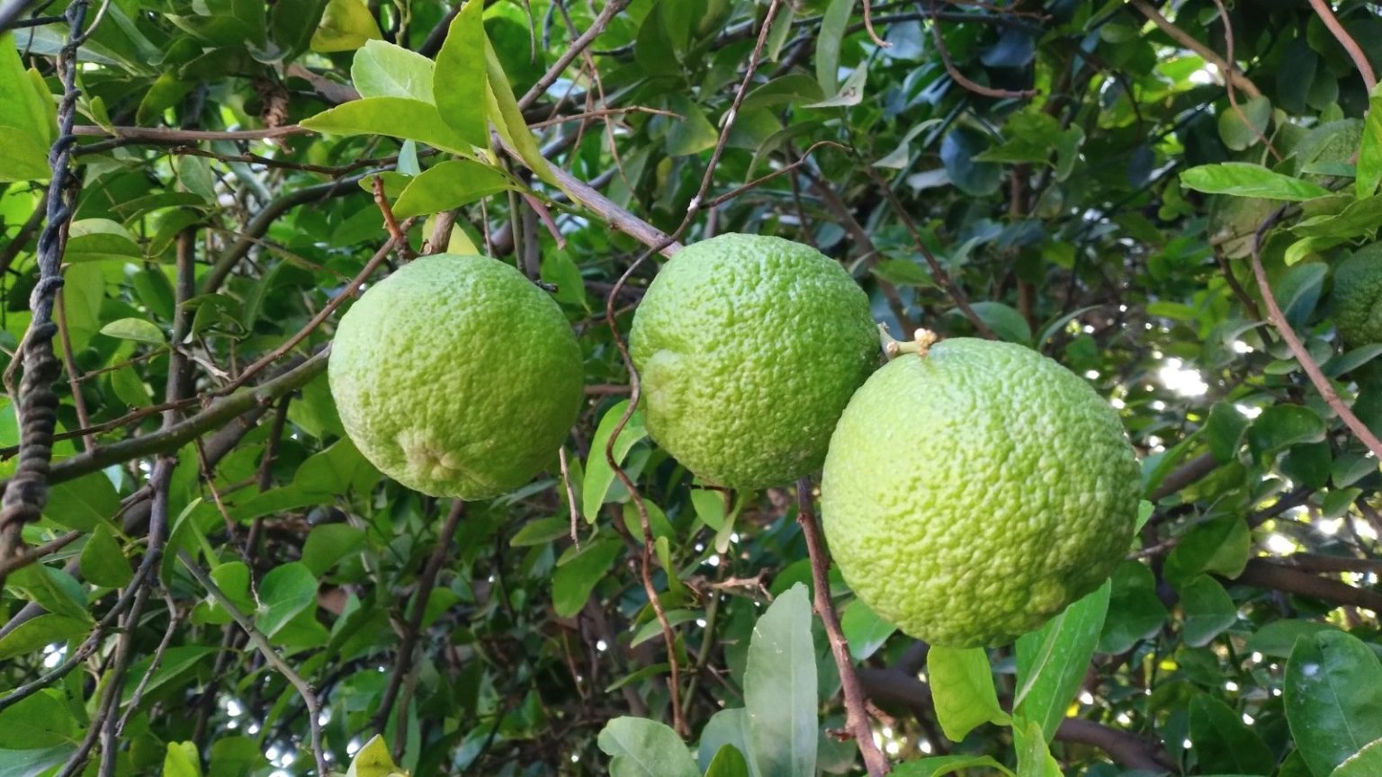 10 Best Lime Tree Varieties for Home Gardens