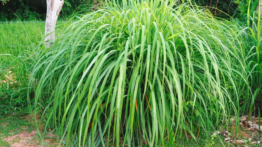 How to Plant, Grow, and Care for Citronella